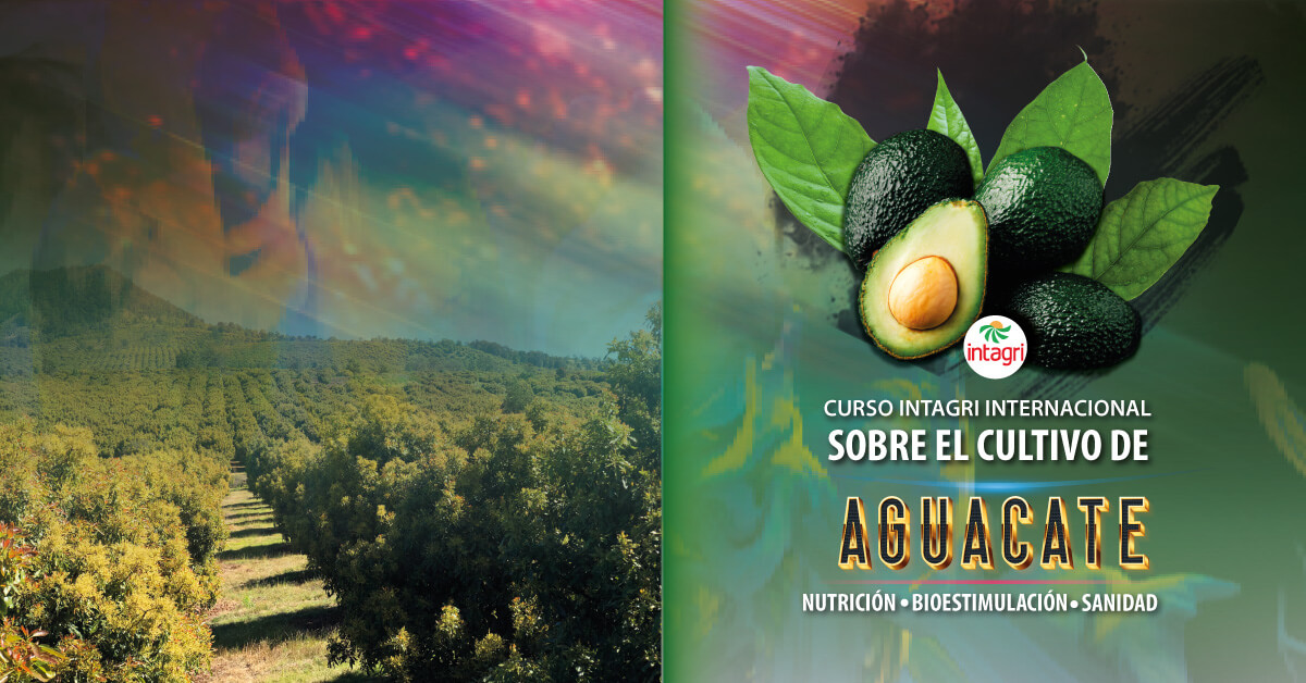 Curso Virtual INTAGRI Cultivo de Aguacate: Nutrición, Bioestimulación y Sanidad - Información ...