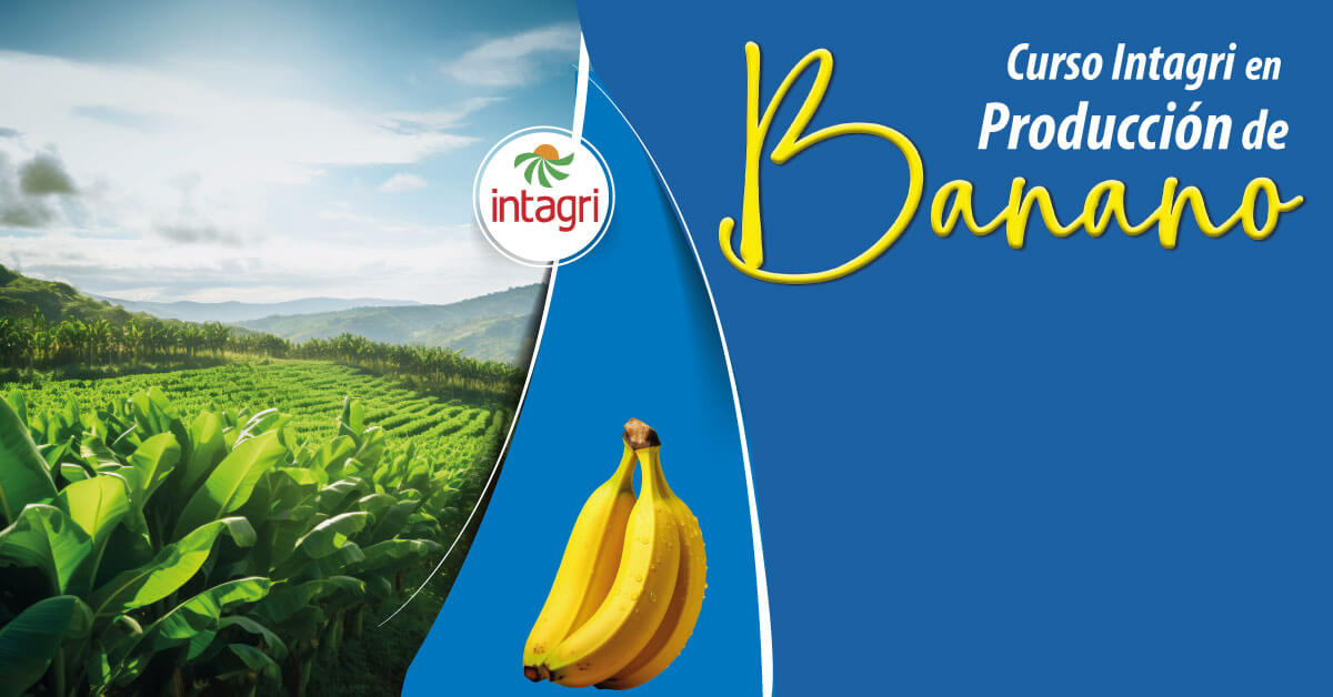 Curso INTAGRI en producción de banano - Información | Intagri S.C.