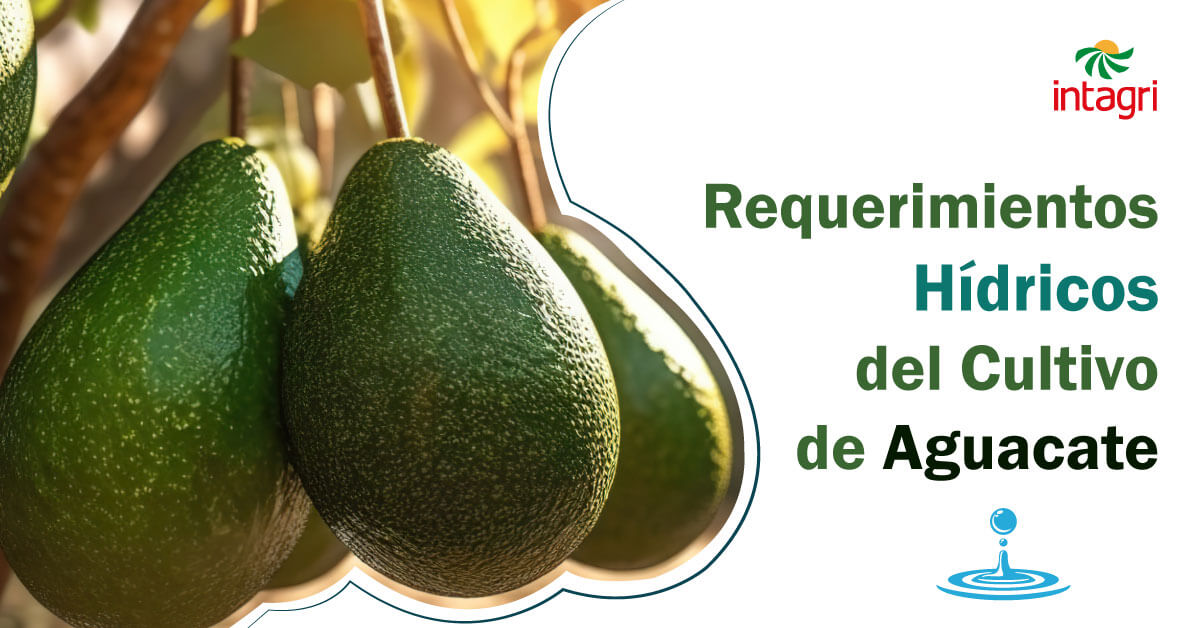 Requerimientos Hídricos del Cultivo de Aguacate | Intagri S.C.