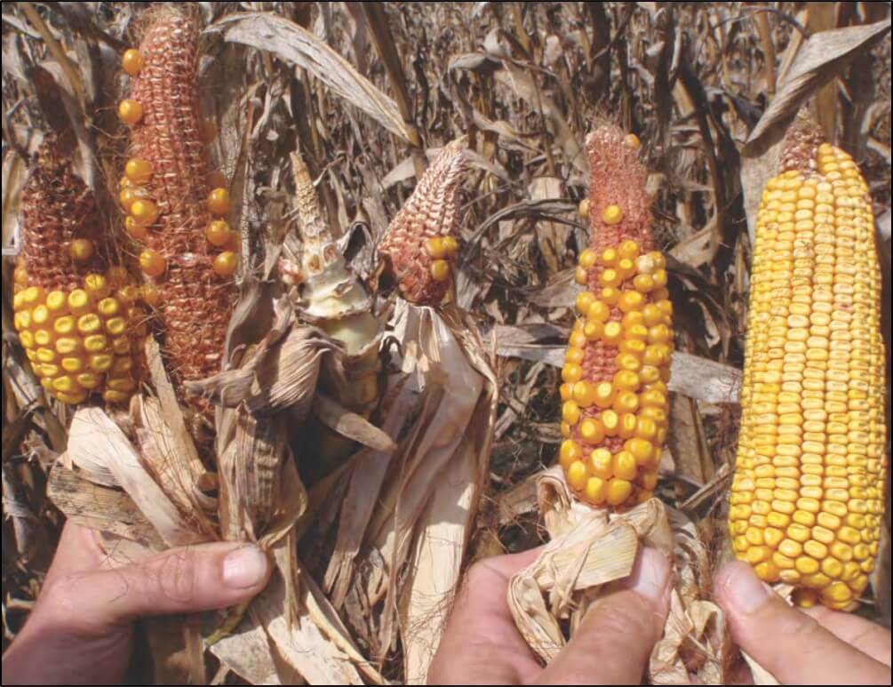 ¿Por qué hay Malformaciones en las Mazorcas de Maíz? | Intagri S.C.