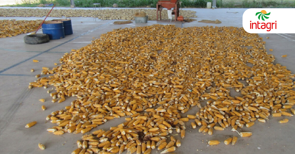 Cosecha y Poscosecha en Semilla de Maíz | Intagri S.C.
