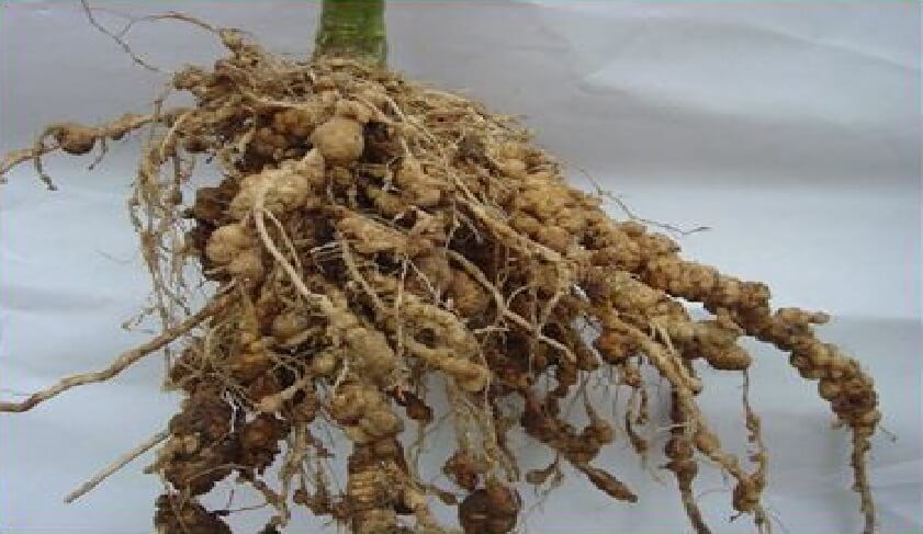 Control Biológico de Nemátodos Fitopatógenos | Intagri S.C.