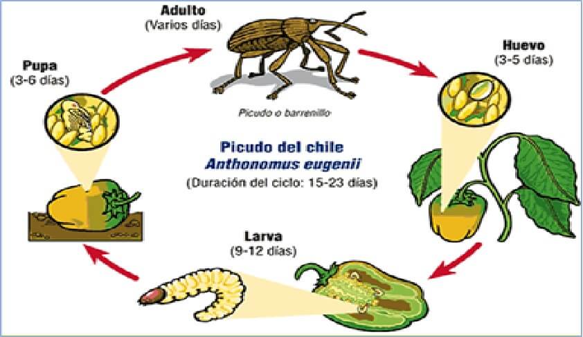Manejo Integrado del Picudo del Chile | Intagri S.C.
