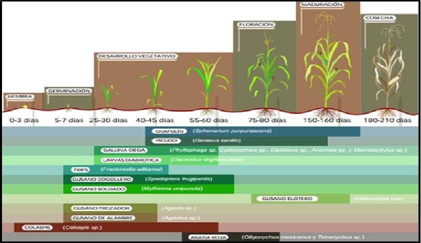 La Fenología del Maíz y su Relación con la Incidencia de Plagas ...