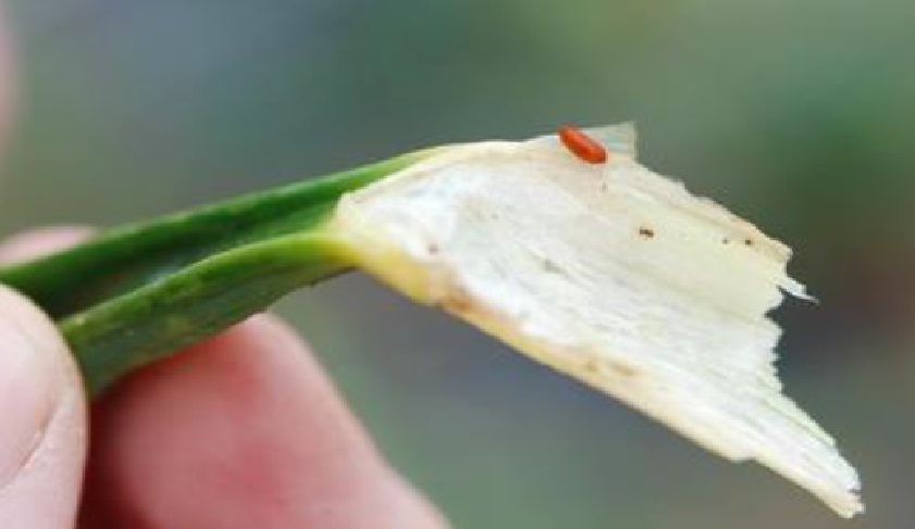 El Minador de la Hoja de los Cultivos del Género Allium, Nueva Plaga en ...