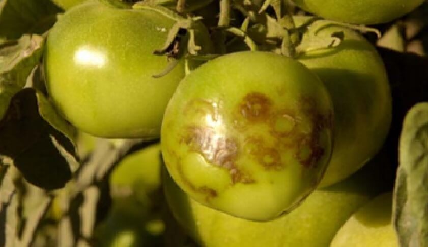 La Sintomatología de las Virosis | Intagri S.C.