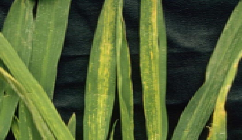 La Sintomatología de las Virosis | Intagri S.C.