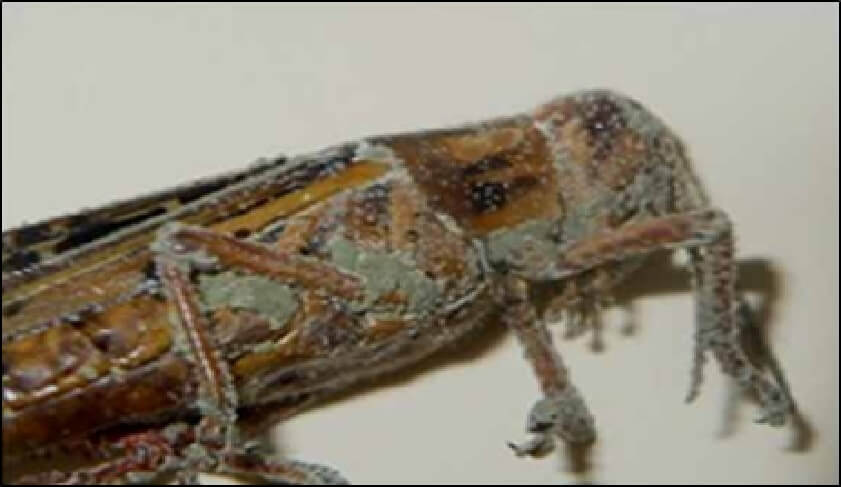 Los Entomopatógenos, Control Biológico de Plagas | Intagri S.C.