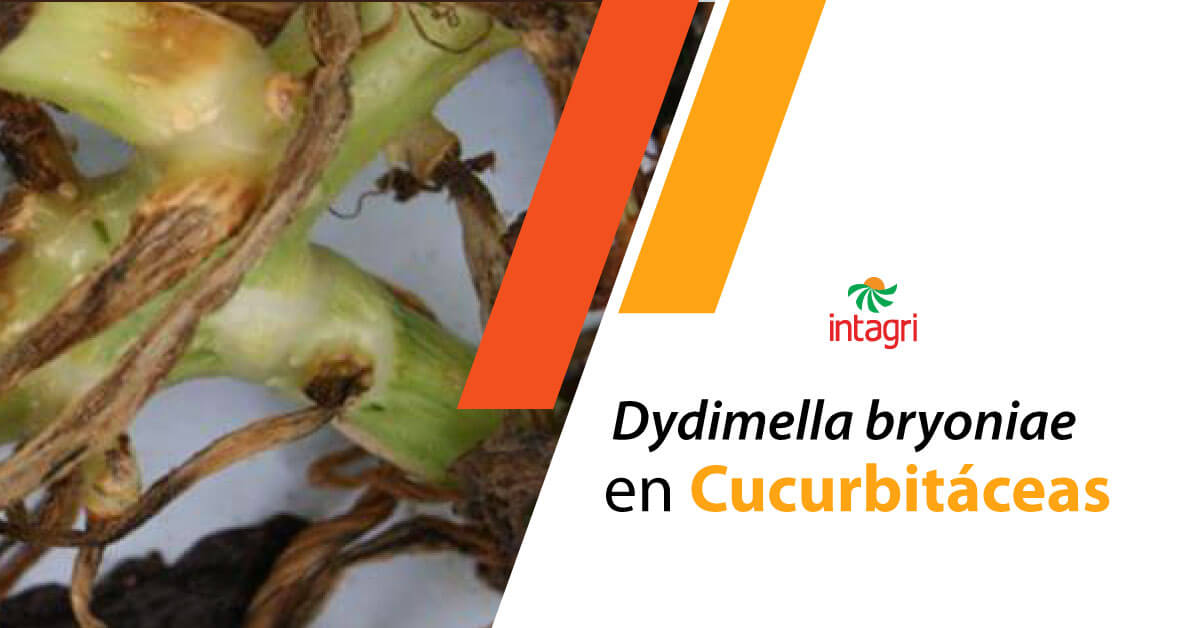 Dydimella bryoniae en Cucurbitáceas | Intagri S.C.