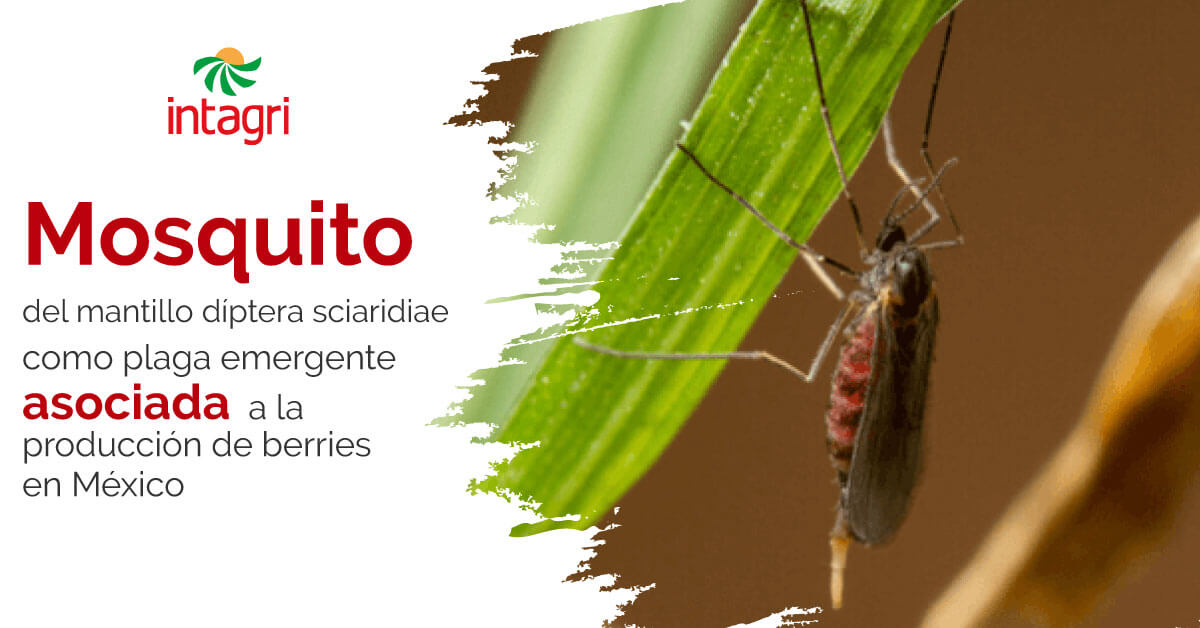 Mosquito del Mantillo (Díptera: Sciaridiae) como Plaga emergente ...