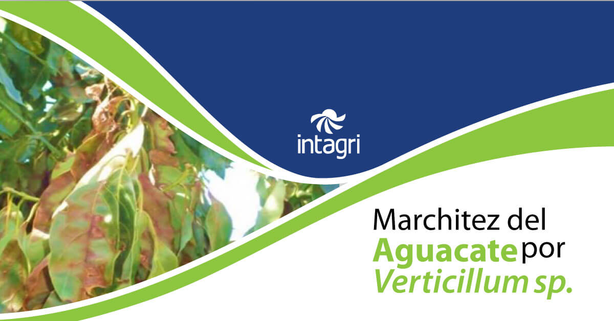 Marchitez del Aguacate por Verticillium sp. | Intagri S.C.