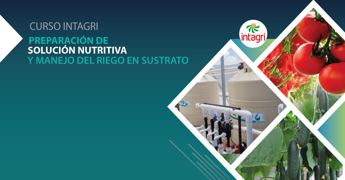 Curso Virtual de Manejo del Riego en Sustrato y la Preparación de la solución Nutritiva ...