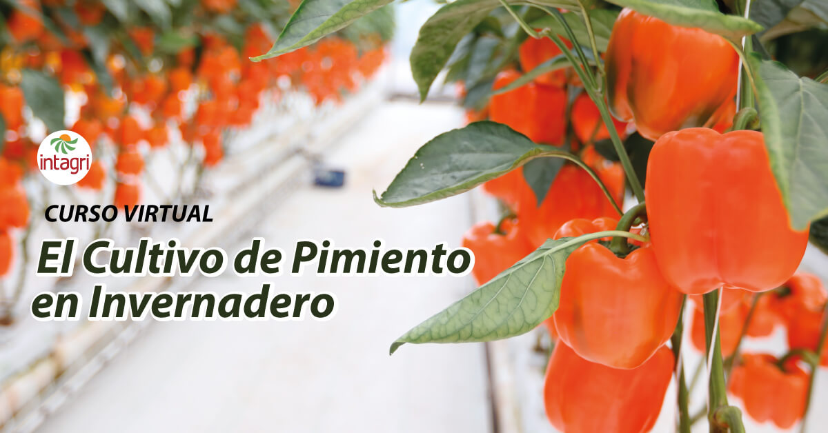 Curso virtual: El Cultivo de Pimiento en Invernadero - Inicio | Intagri S.C.
